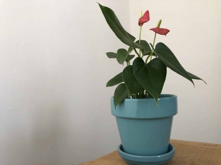 How To Revive A Dying Spider Plant: Save A Dying Chlorophytum Comosum ...