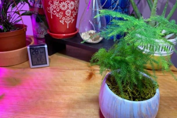 How To Revive A Dying Spider Plant: Save A Dying Chlorophytum Comosum ...