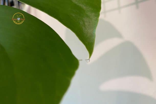 Why Is My Swiss Cheese Plant (Monstera Deliciosa) Sweating? - Indoor ...