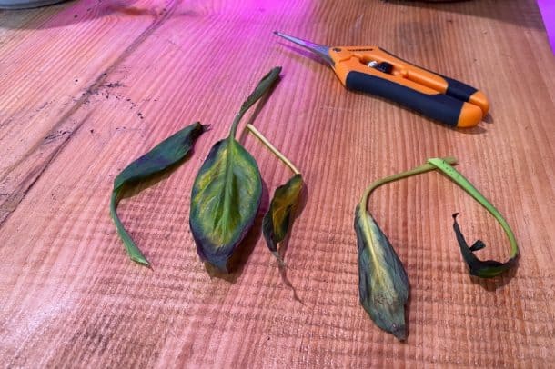 How To Revive A Dying Spider Plant: Save A Dying Chlorophytum Comosum ...