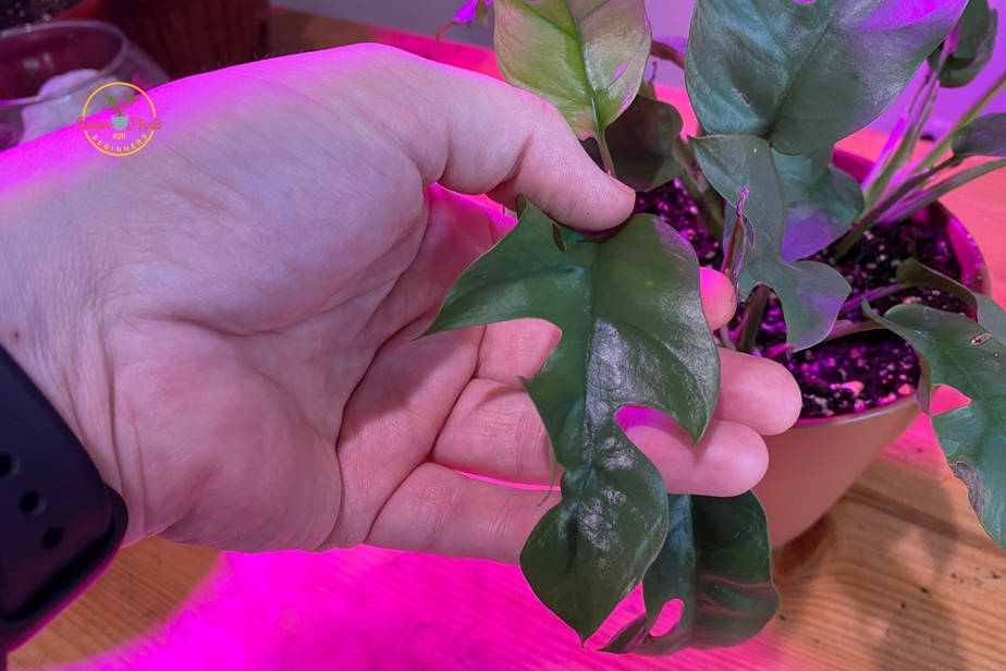 Mini Monstera Plant Care: Rhaphidophora Tetrasperma - Indoor Plants For ...