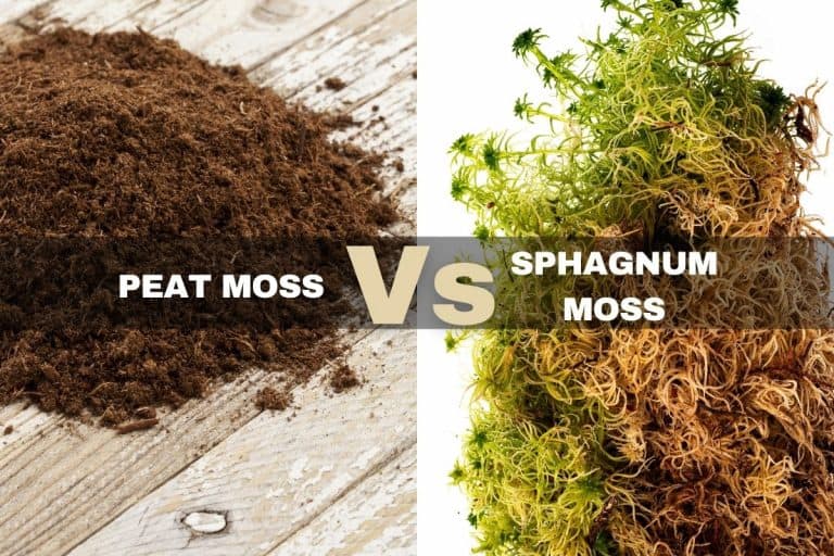 Easy Ways To Loosen Compacted Soil In Potted Plants - Indoor Plants For ...