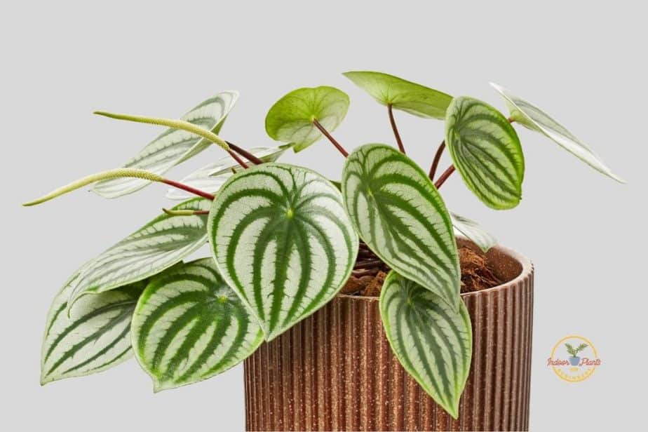 Peperomia Types (Radiator Plants)You'll Love! - Indoor Plants For Beginners
