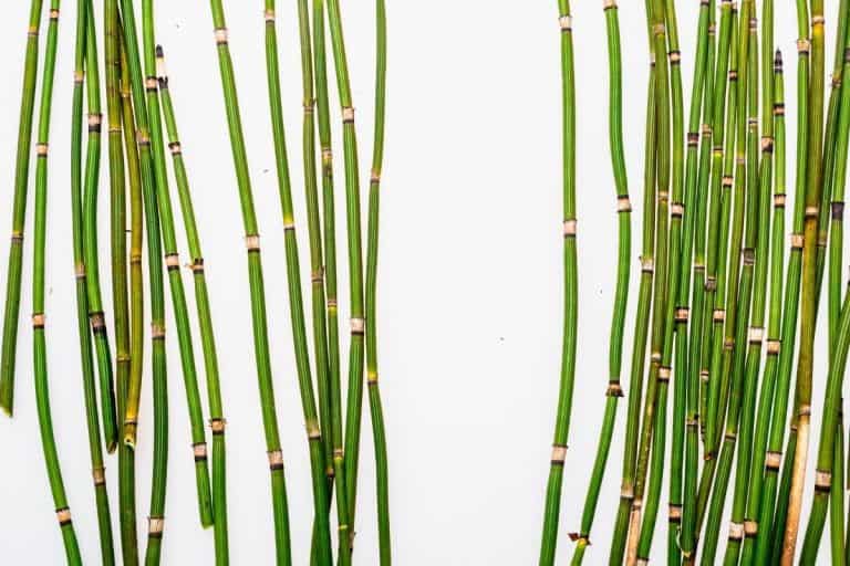 Houseplant Losing Its Leaves? (Here's How To Prevent It) - Indoor ...