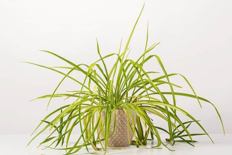 How To Revive A Dying Spider Plant: Save A Dying Chlorophytum Comosum ...