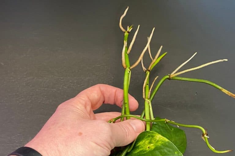 How To Save A Pothos From Root Rot - Indoor Plants For Beginners