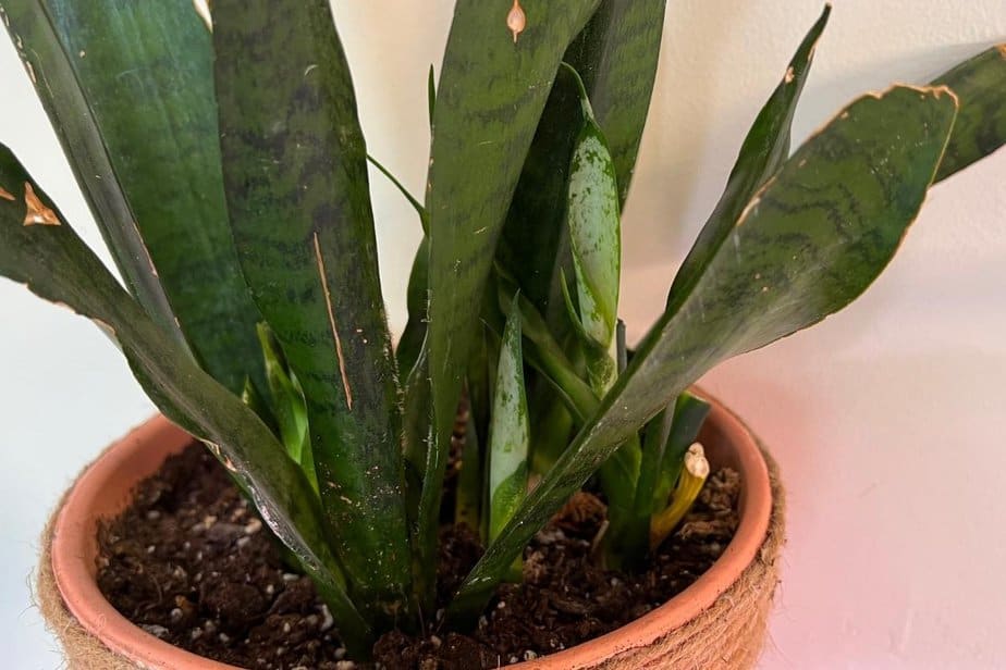 How To Revive A Dying Snake Plant Indoor Plants For Beginners