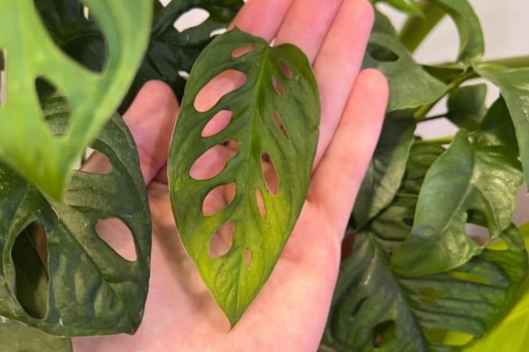 How To Revive A Dying Spider Plant: Save A Dying Chlorophytum Comosum ...