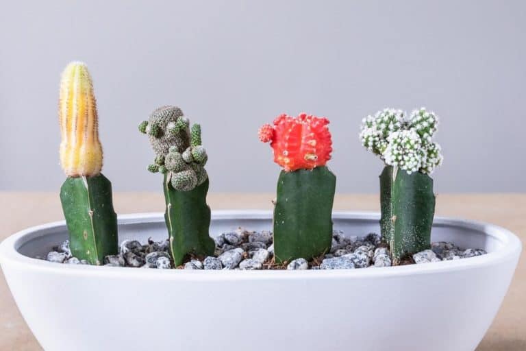 Easiest Cactus Plants To Grow (With Pictures) - Indoor Plants For Beginners