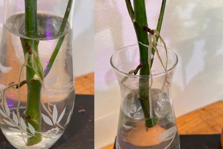 Mini Monstera Propagation Guide: Everything You Need To Know - Indoor ...