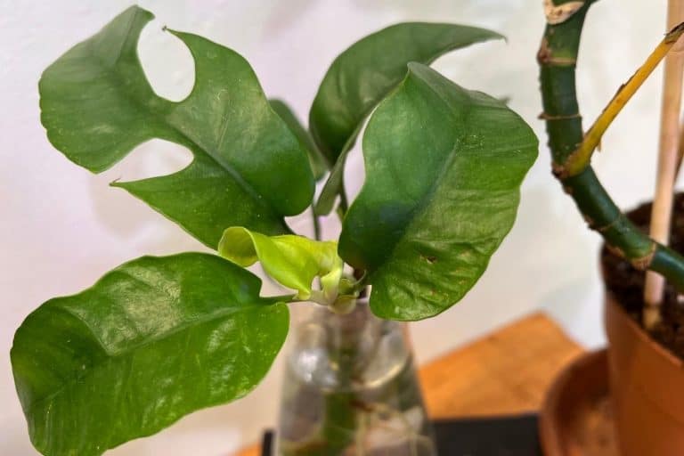 Mini Monstera Propagation Guide: Everything You Need To Know - Indoor ...