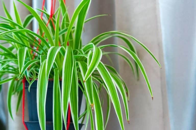 Types Of Spider Plant Varieties: With Pictures - Indoor Plants For ...