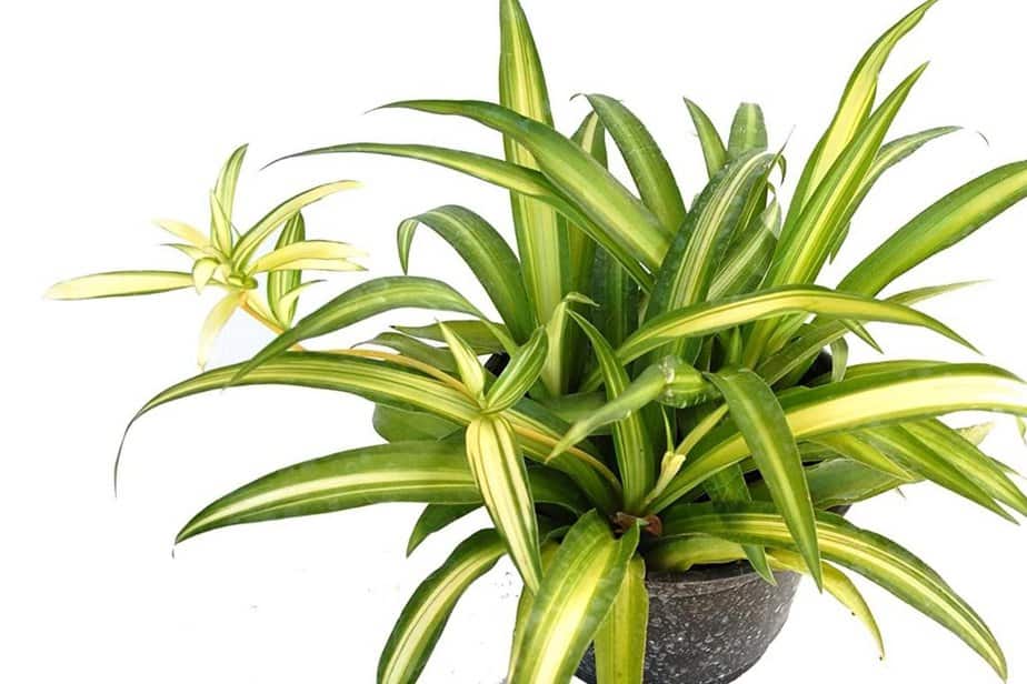 Types Of Spider Plant Varieties: With Pictures - Indoor Plants For ...