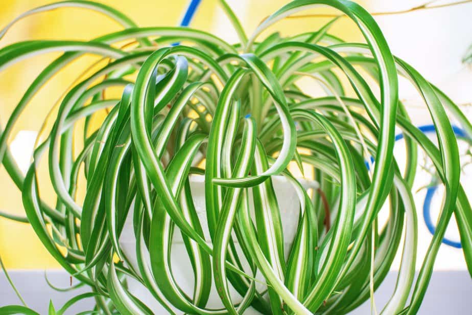 Types Of Spider Plant Varieties: With Pictures - Indoor Plants For ...