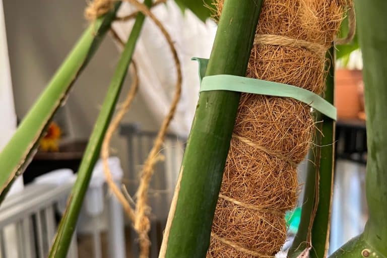 Coco Coir: What It Is And Which Type You Need - Indoor Plants For Beginners