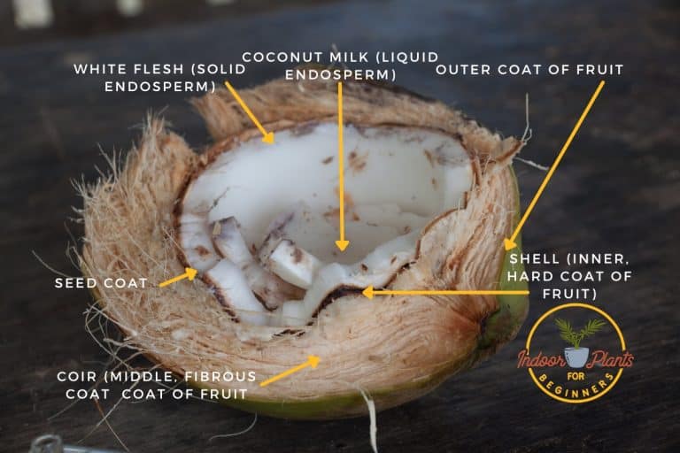 Well-Draining Soil For Indoor Plants (Ultimate Guide) - Indoor Plants ...