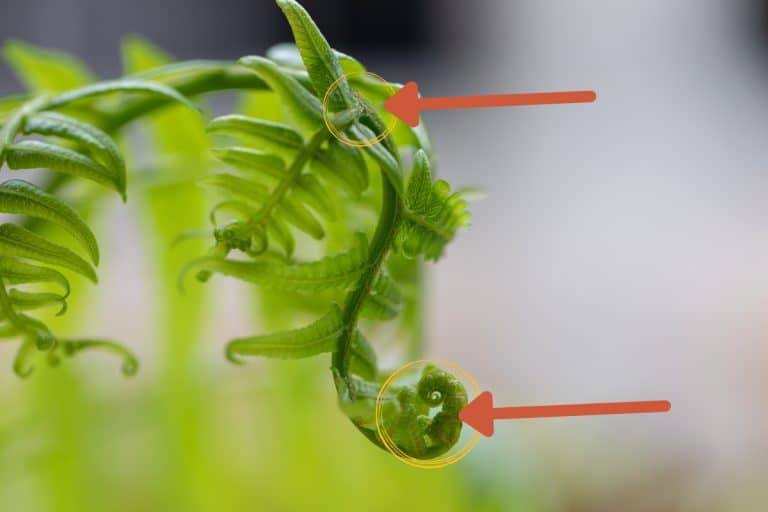 How To Collect Fern Spores To Grow New Ferns - Indoor Plants For Beginners