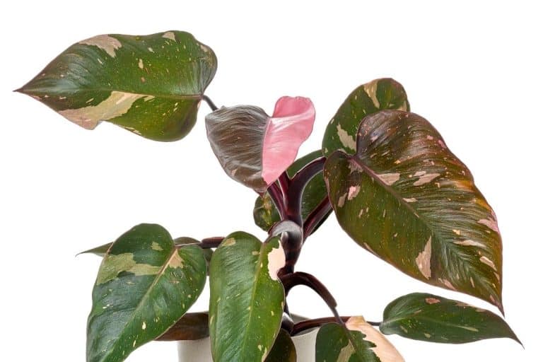 Why Pothos Drips Water (Sweats) And What To Do About It - Indoor Plants ...