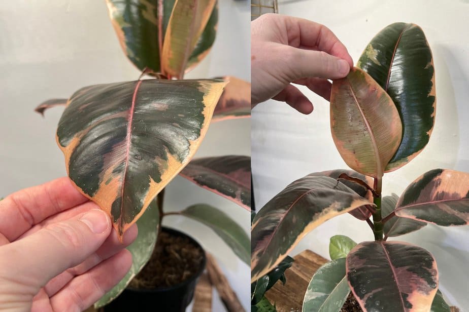 Ficus Elastica Ruby Care And Propagation: For Beginners - Indoor Plants For Beginners