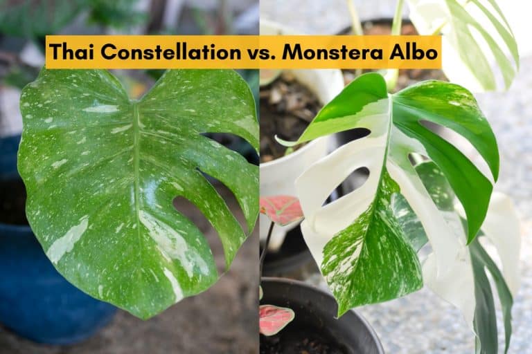 Money Tree Plant Care: List Of Care Instructions - Indoor Plants For ...